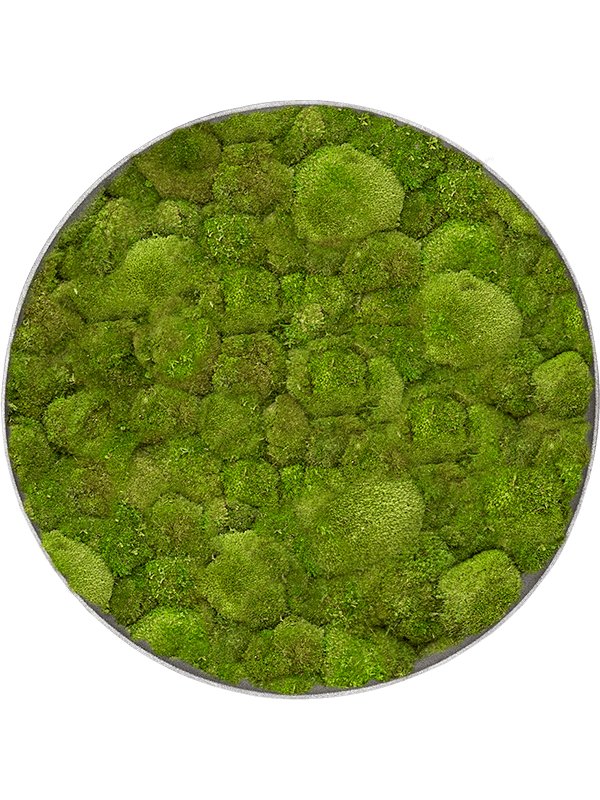 3 Moosbilder rund - Polstermoos - Der Botaniker