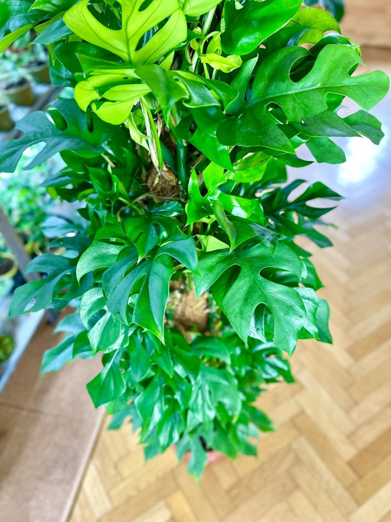 Monstera 'minima' | Großpflanzen-Lieferung im DACH-Raum | Der Botaniker