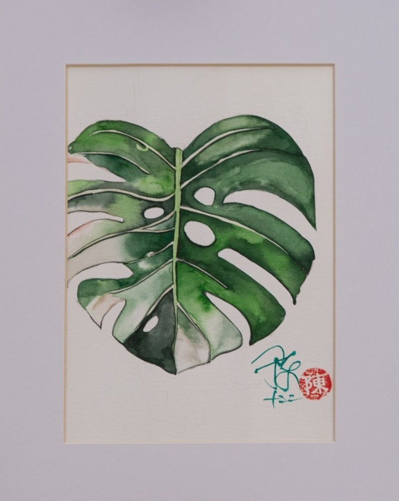 Monstera Variegated - botanische Illustration - Der Botaniker